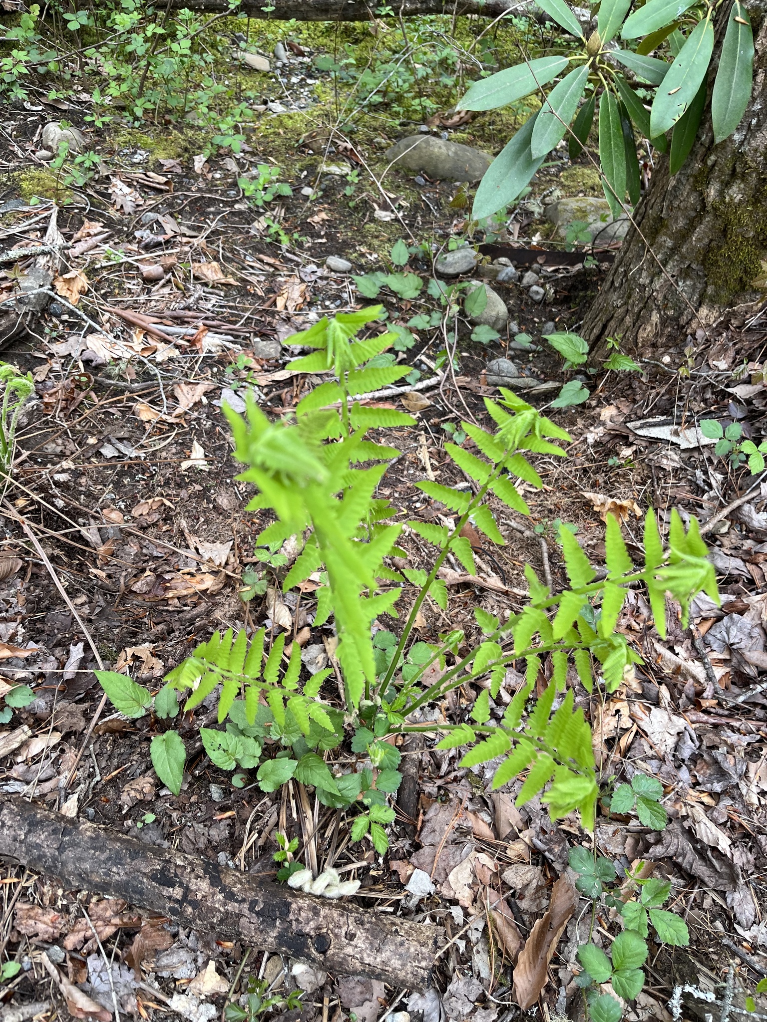Claytosmunda claytoniana subsp. claytoniana