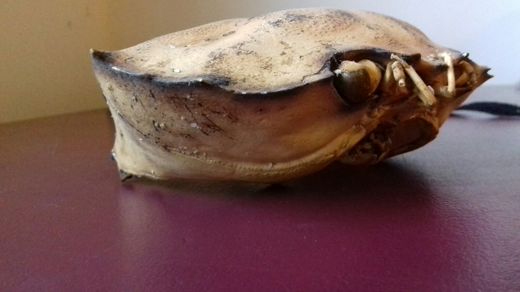 Chaceon Manning & Holthuis, 1989