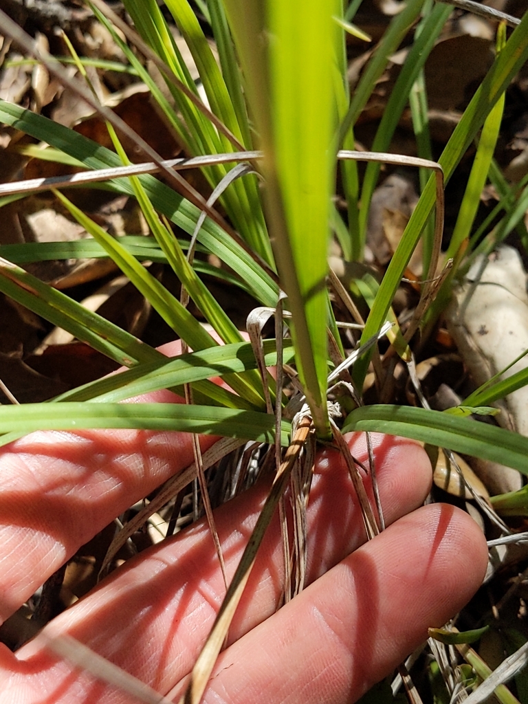trigonous sedge from San Diego County, US-CA, US on April 06, 2023 at ...