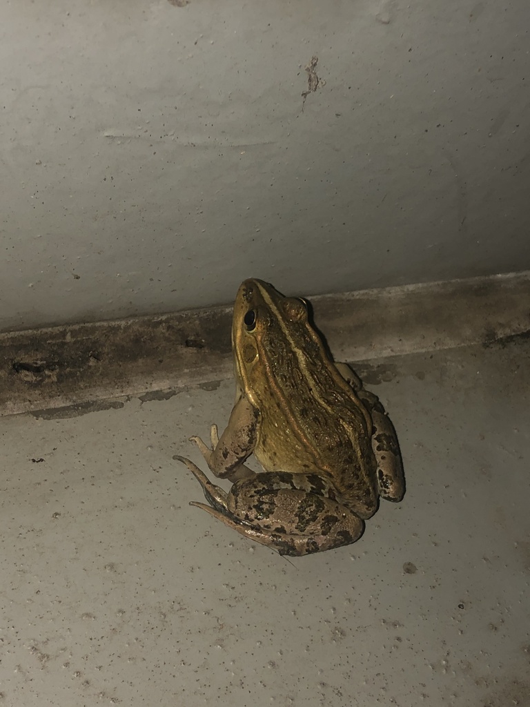 Water Frogs from Takaoka 1-Chōme, Fujieda, Präfektur Shizuoka, JP on ...