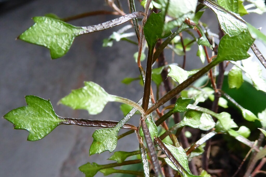 Korokio from Southland District, Southland, New Zealand on April 05 ...