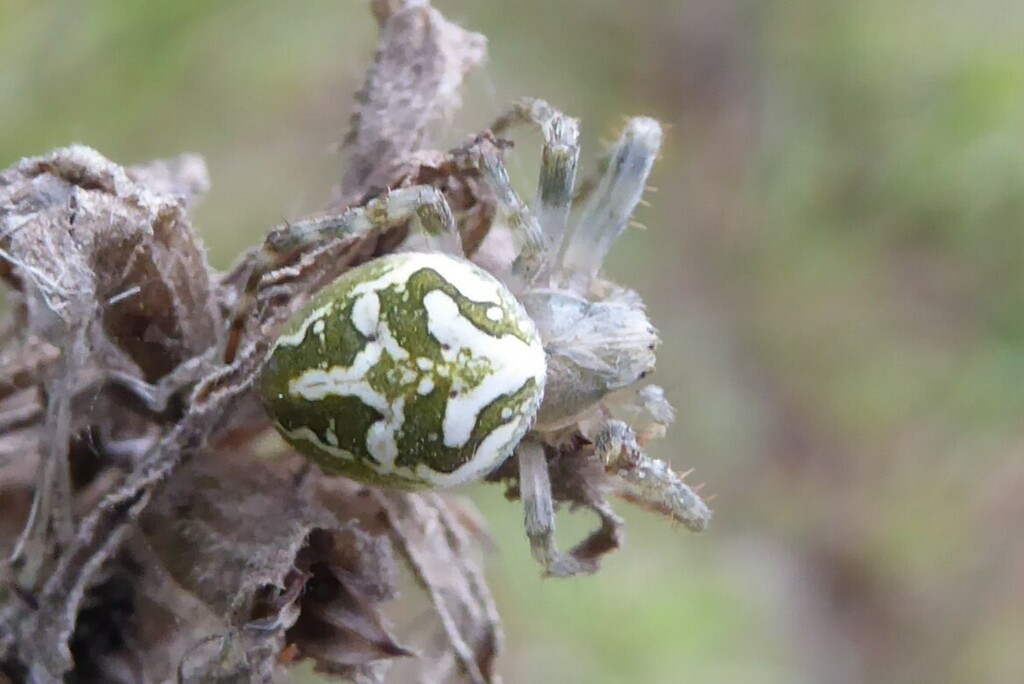 Colaranea verutum from Waikouaiti, New Zealand on April 05, 2023 at 04: ...