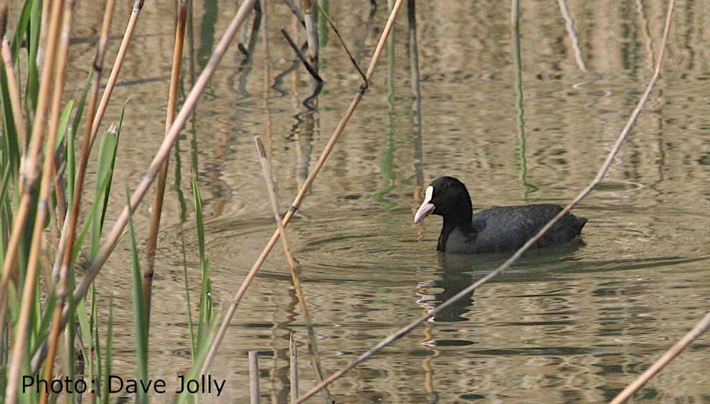 Eurasian Coot from Tokai, Ota City, Tokyo 143-0001, Japan on April 05 ...