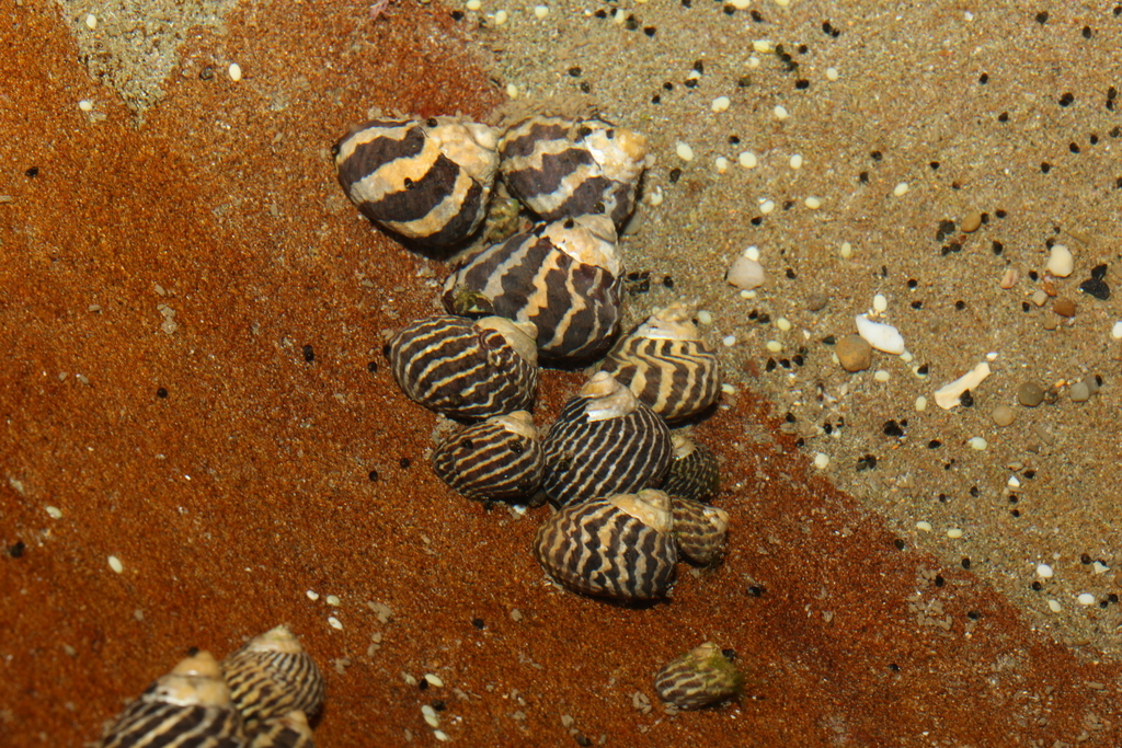 Zebra Top Snail from Coalcliff NSW 2508, Australia on April 05, 2023 at ...