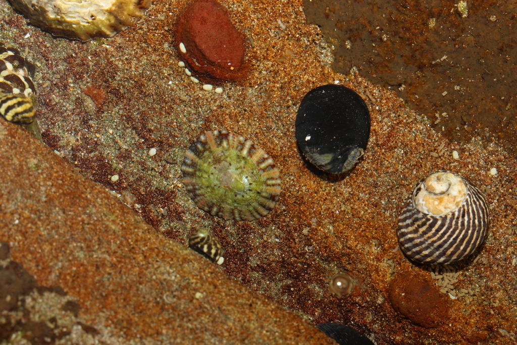 Variegated limpet from New South Wales, Australia on April 05, 2023 at ...