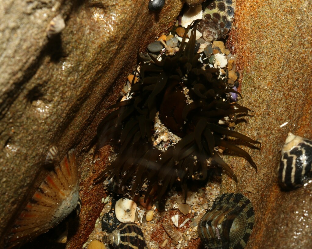Green snakelock anemone from Wollongong Bal, AU-NS, AU on April 05 ...