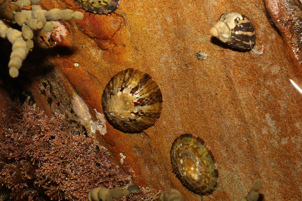 Variegated limpet from New South Wales, Australia on April 05, 2023 at ...