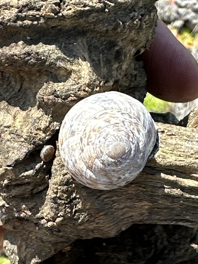 Bicolor Cactus Snail in April 2023 by william_hoyer · iNaturalist
