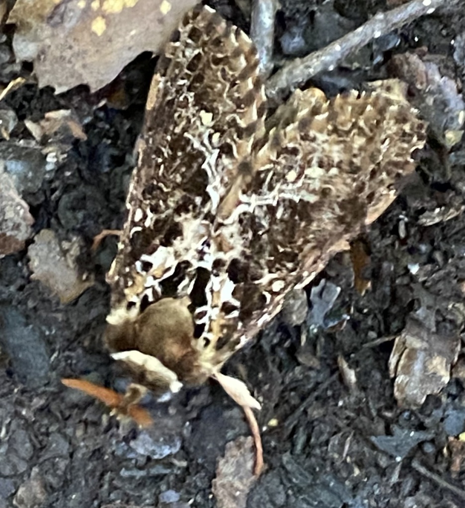 Great Ghost Moth from Abel Tasman National Park, Abel Tasman National ...