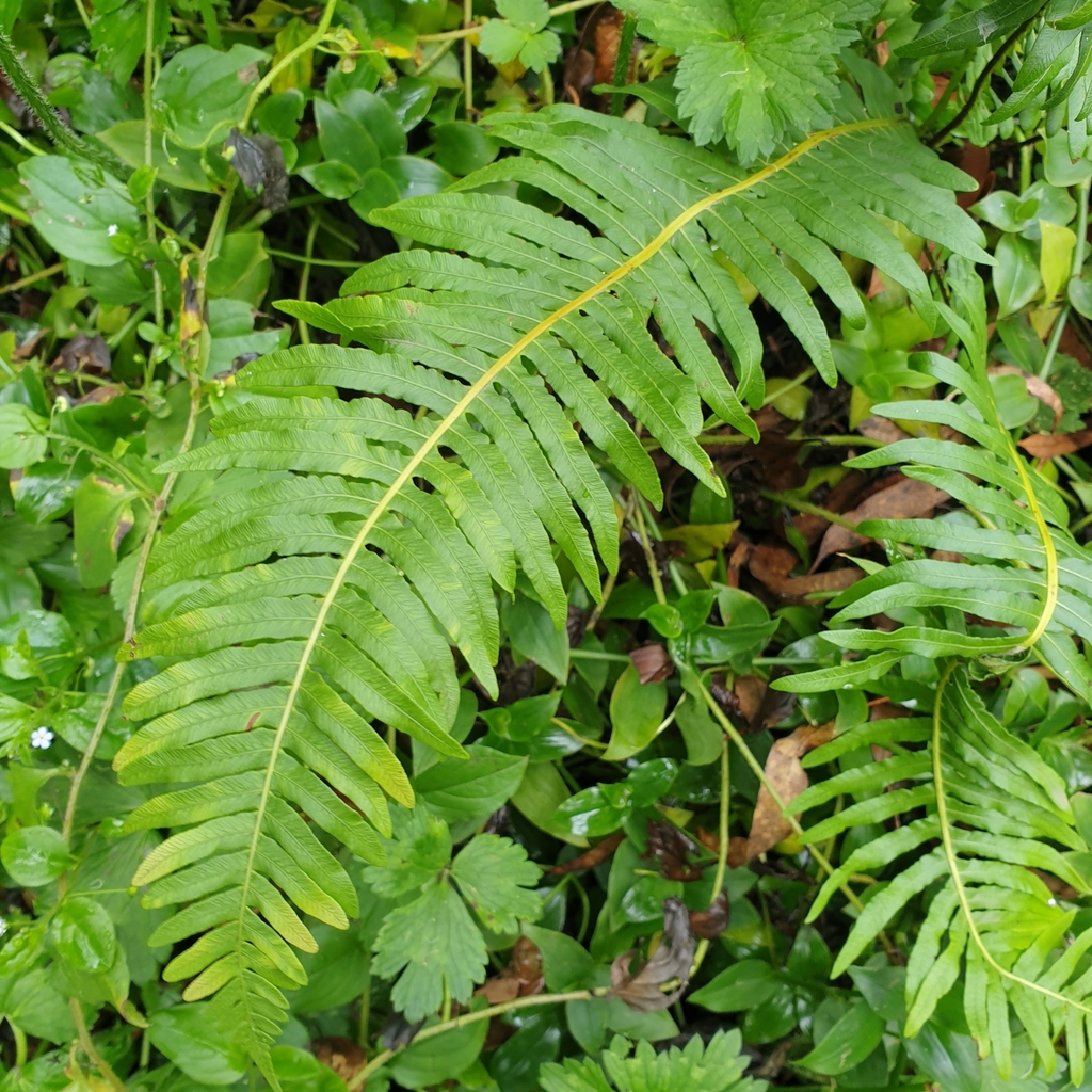 Fishbone water-fern from Olinda VIC 3788, Australia on April 7, 2023 at ...