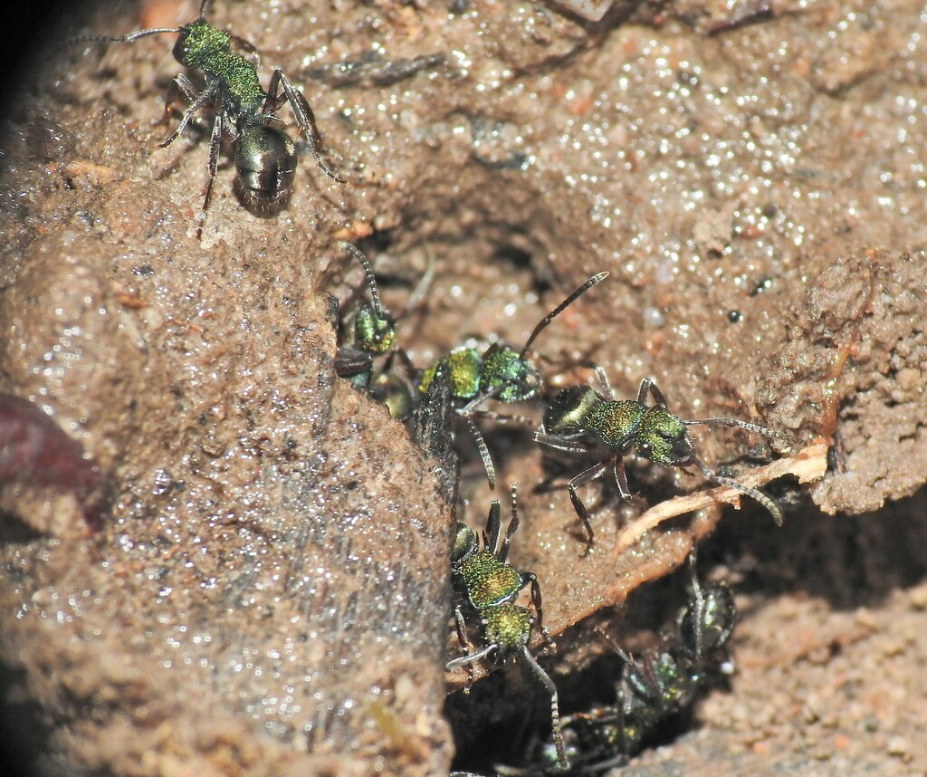 Polyrhachis hookeri from Talegalla Weir QLD 4650, Australia on April 07 ...