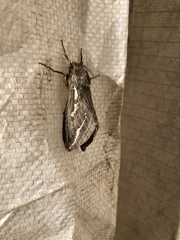Bardi Moth from Bellarine Secondary College - Drysdale Campus, Drysdale ...