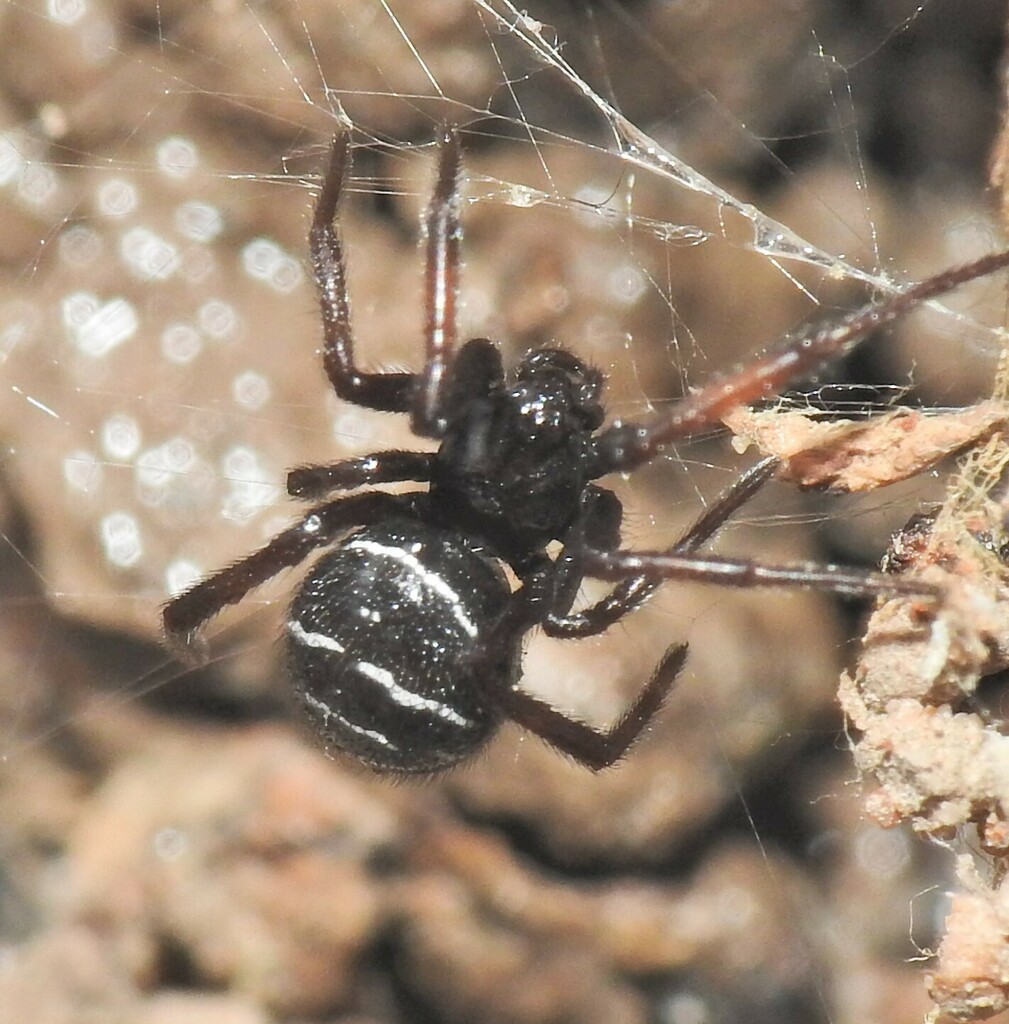 Cobweb Spiders from Talegalla Weir QLD 4650, Australia on April 7, 2023 ...