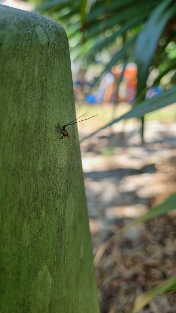 palm planthopper from Myall Lakes on March 18, 2023 by Emily S ...