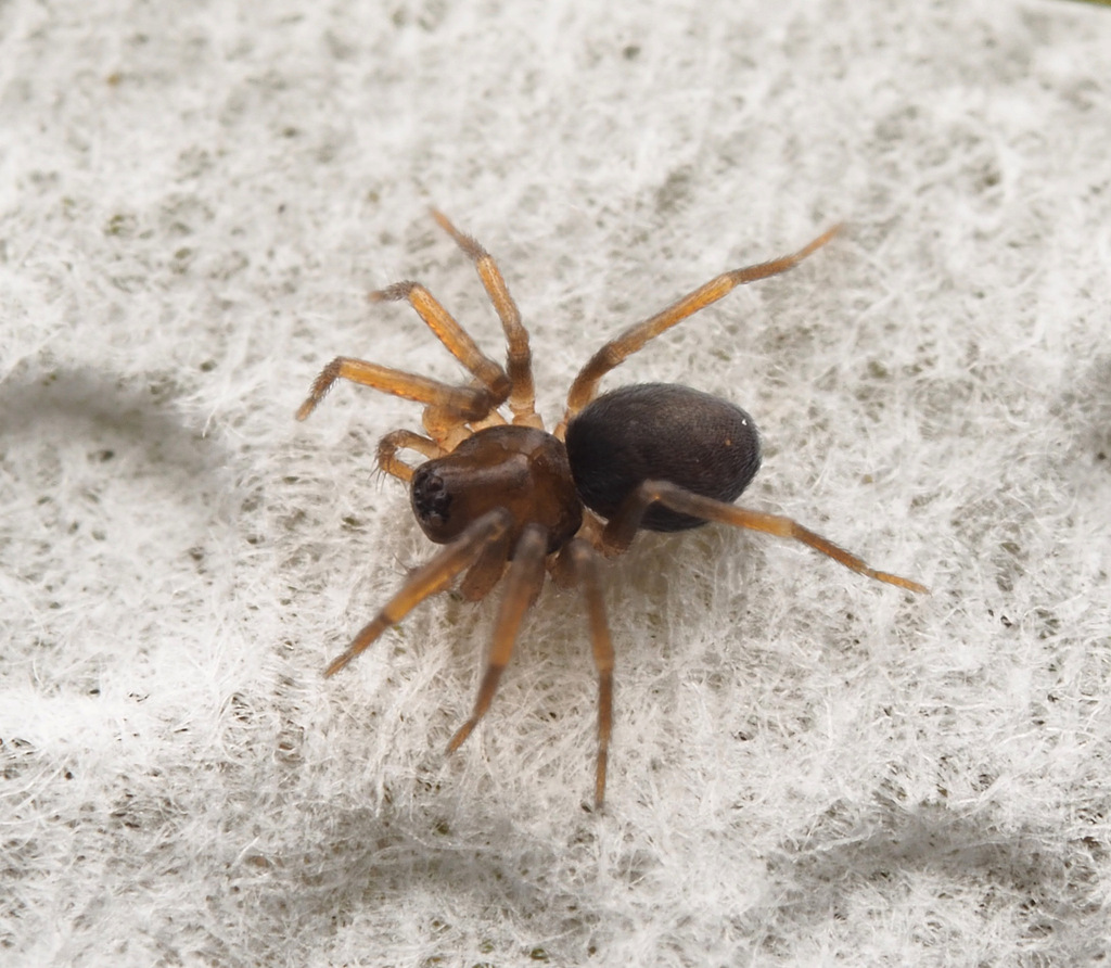 Midgee from Tamborine Mountain QLD 4272, Australia on April 6, 2023 at ...