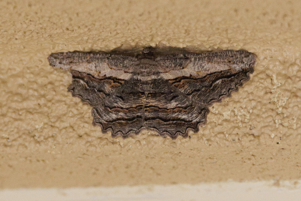 Ennominae in April 2023 by Andrew Humpage · iNaturalist