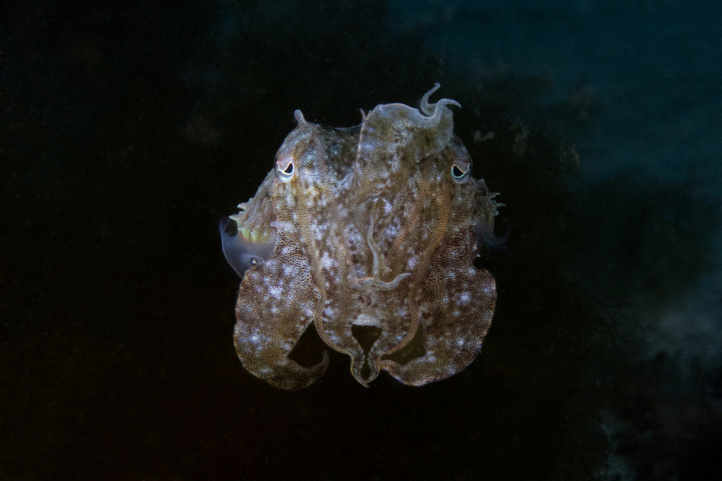 Mourning Cuttlefish from Beach Rd, Nelson Bay NSW 2315, Australia on ...