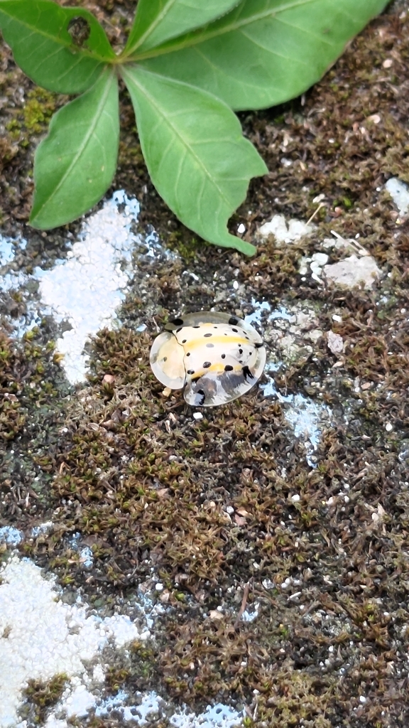 Asian Spotted Tortoise Beetle from 646台灣雲林縣古坑鄉草嶺村 on April 07, 2023 at ...