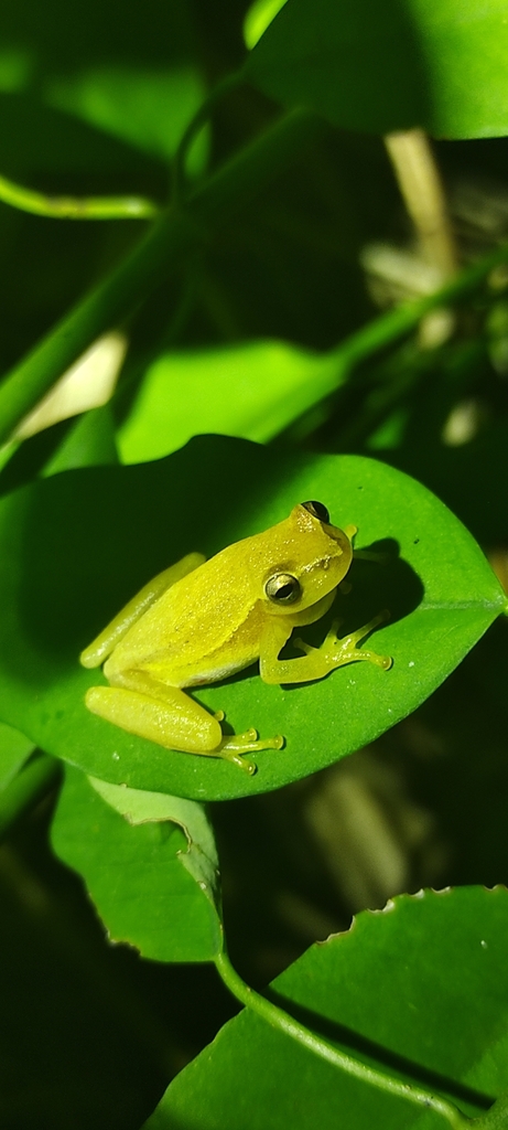 Dwarf Mexican Tree Frog from 48883 Jal., México on July 30, 2021 at 09: ...