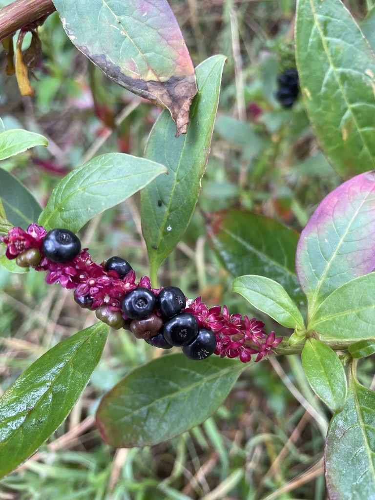 Inkweed from Mornington Peninsula, Mornington P'sula - South, AU-VI, AU ...