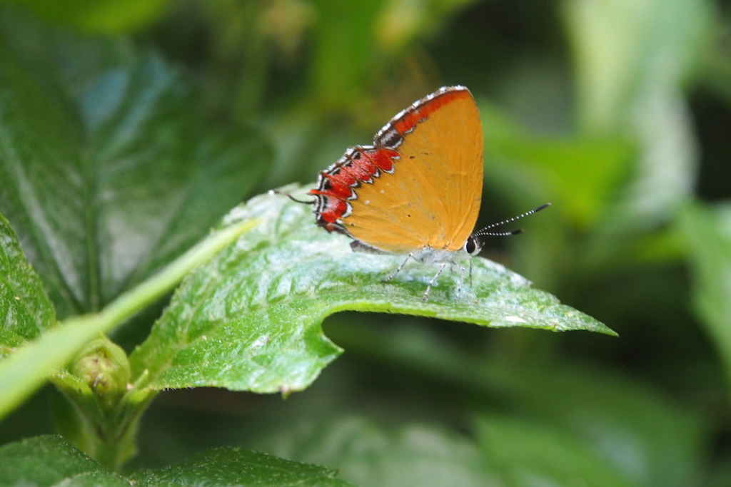 Purple Sapphire from Lin Fa Tei, Hong Kong on November 15, 2015 at 05: ...