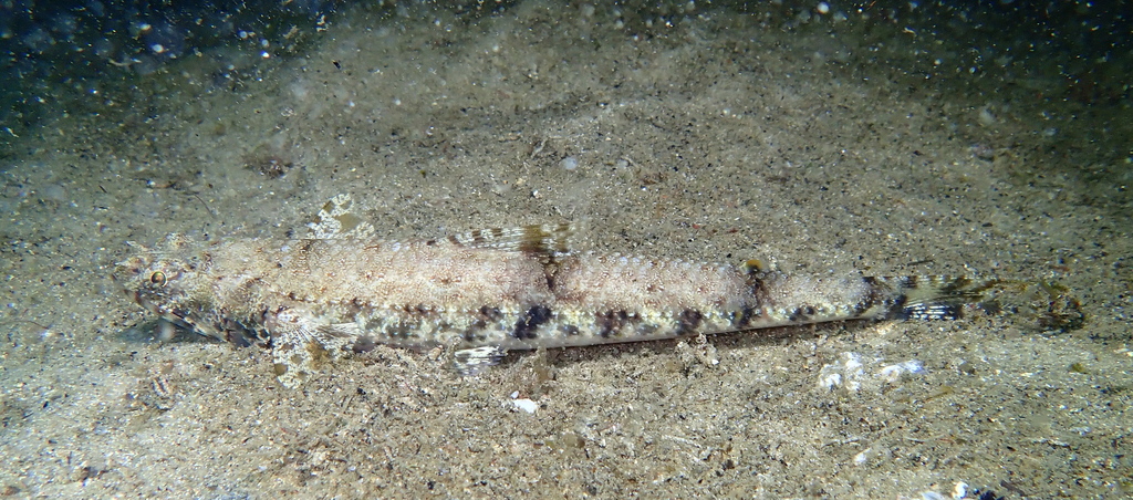 Clouded Lizardfish from 1 Bower Ln, Manly NSW 2095, Australia on April ...