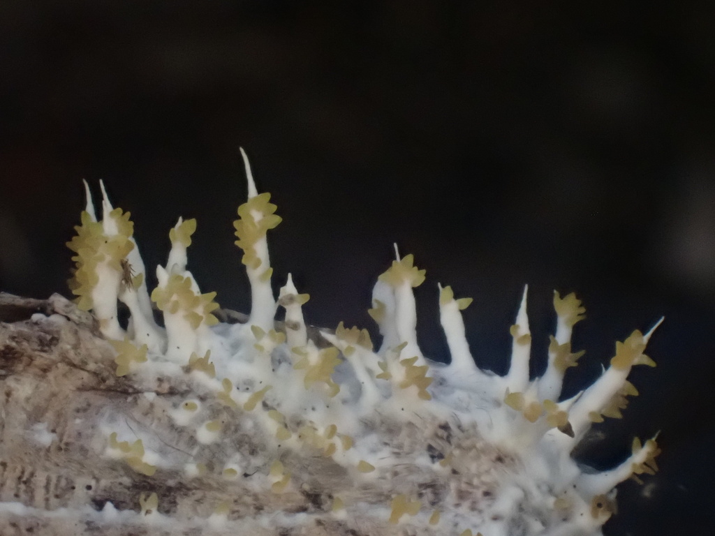 Hypocreales from North Island, Oropi, Bay of Plenty, NZ on April 07 ...