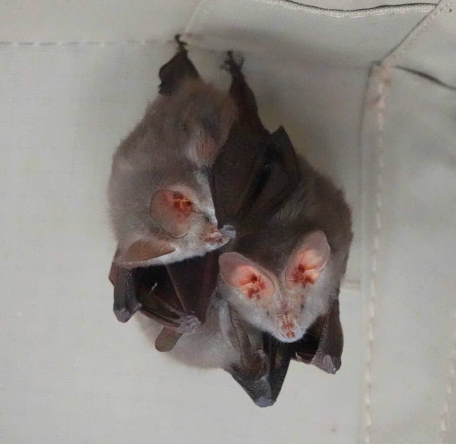 Nycteris hispida (Schreber, 1775)