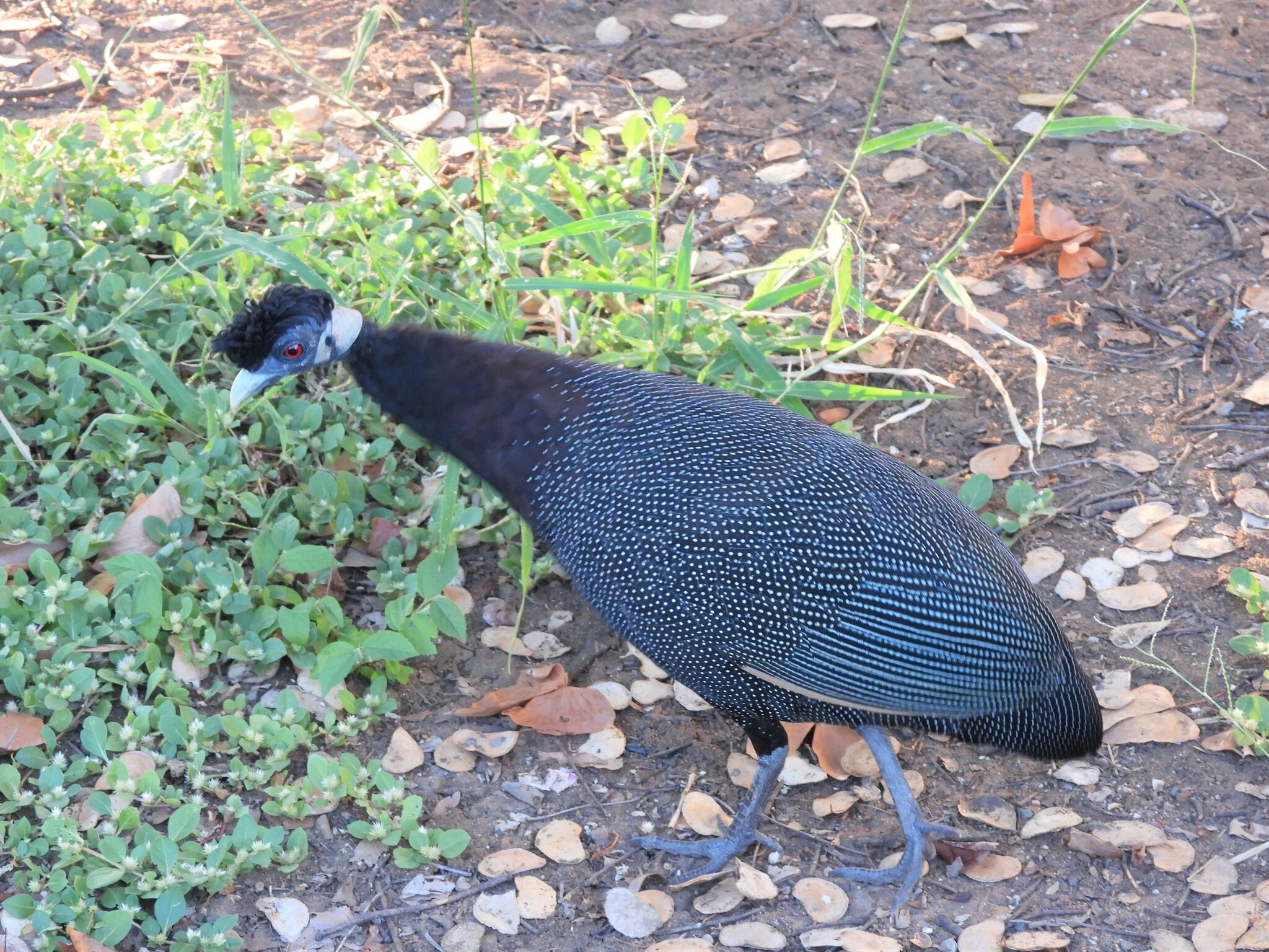 Guttera pucherani edouardi (Hartlaub, 1867)