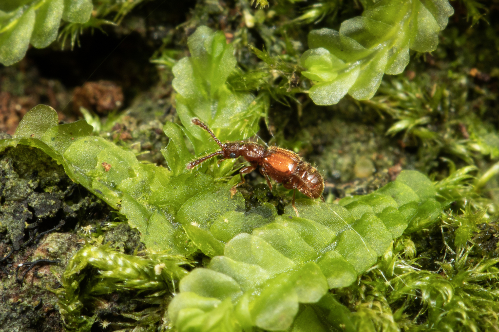 Ant-loving Beetles from Australia; Victoria; Red Hill; Endeavour Fern ...