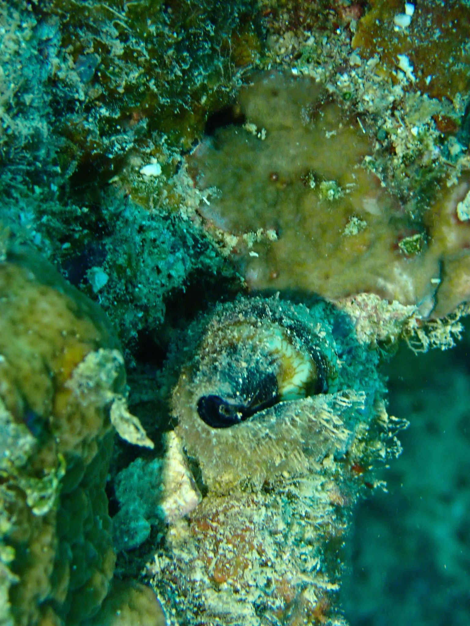 Conus miles Linnaeus, 1758