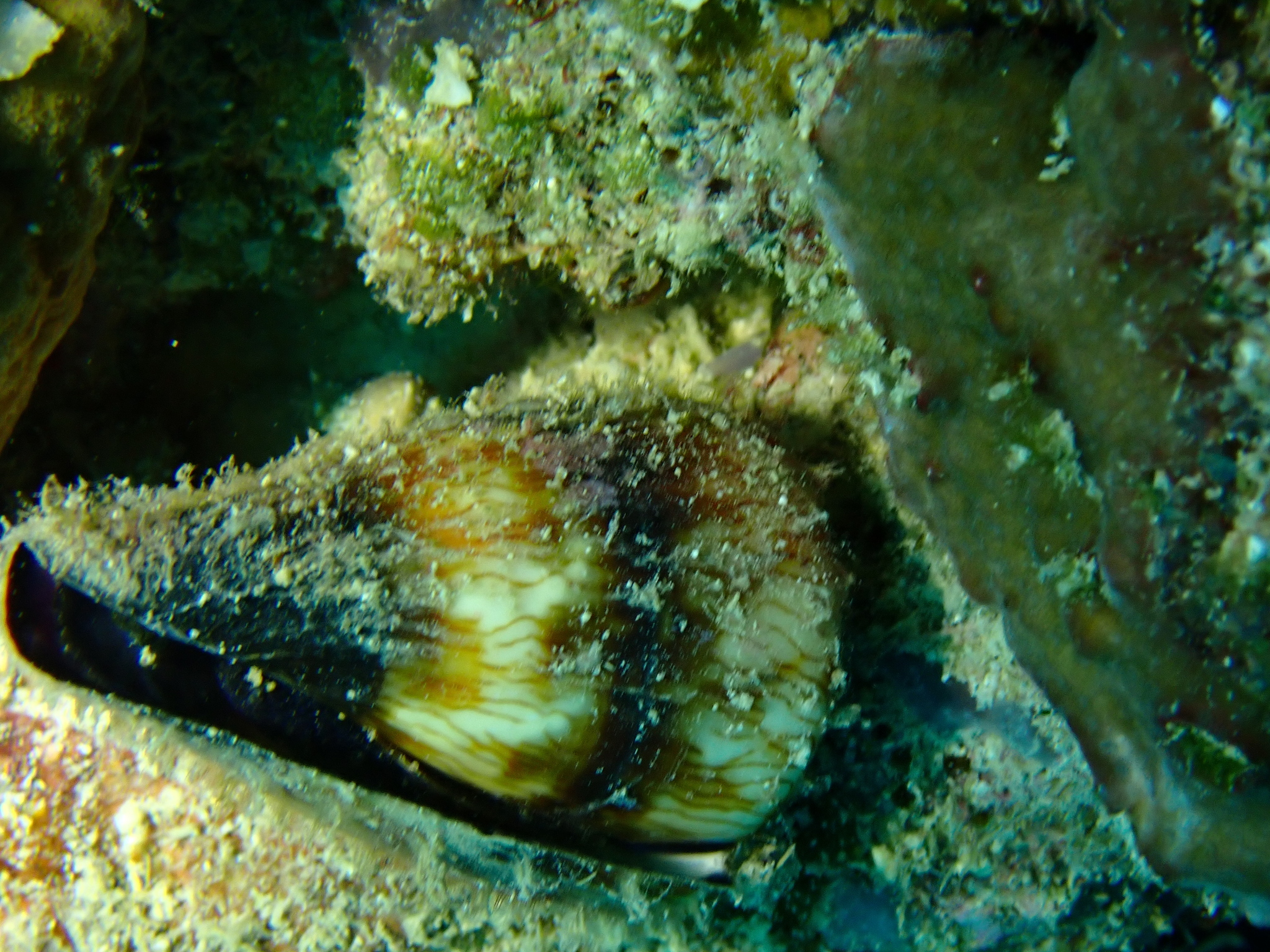 Conus miles Linnaeus, 1758