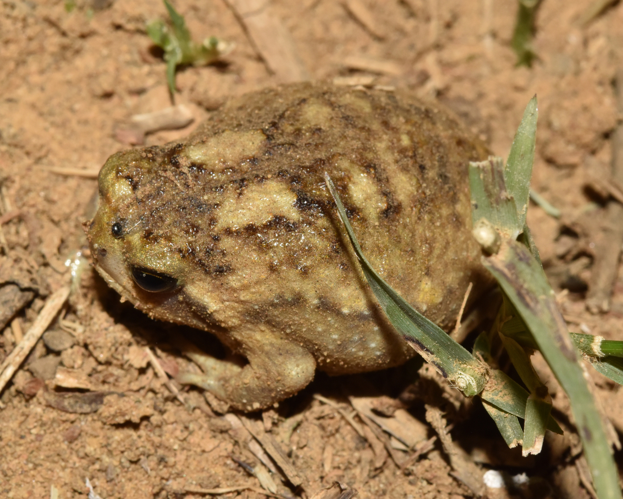 Breviceps adspersus Peters, 1882