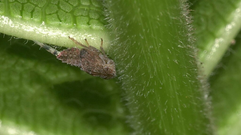 Issid Planthoppers from Bandra West, Mumbai, Maharashtra, India on ...