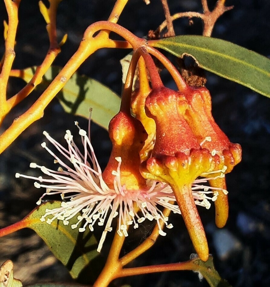 Coral Gum from Norseman WA 6443, Australia on March 05, 2023 at 08:20 ...