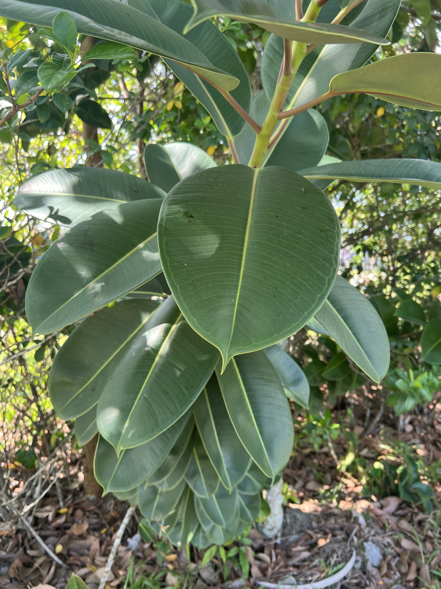 Ficus elastica Roxb.