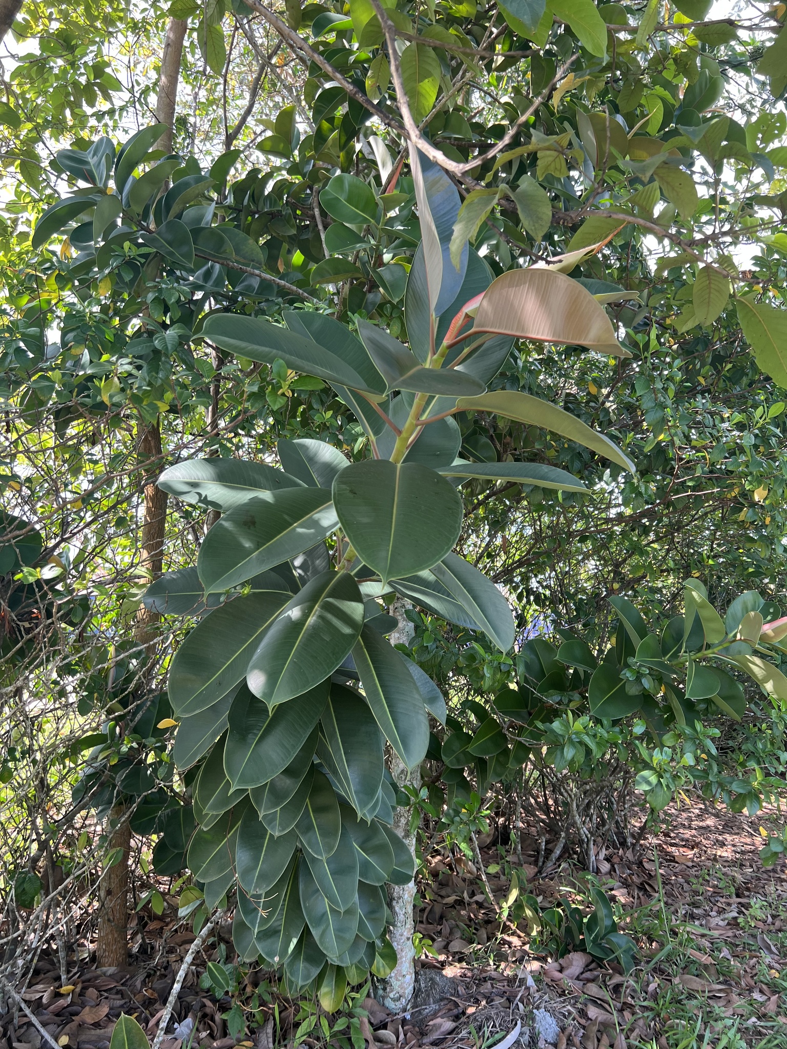 Ficus elastica Roxb.
