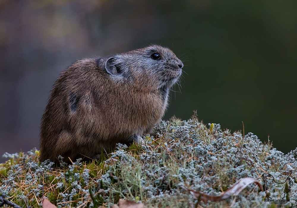 Northern Pika (Ochotona hyperborea) - Know Your Mammals