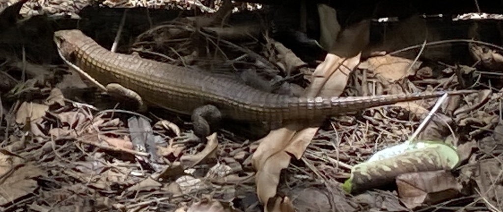 Rough-scaled Plated Lizard from Nyali, Mombasa, KE on April 07, 2023 at ...