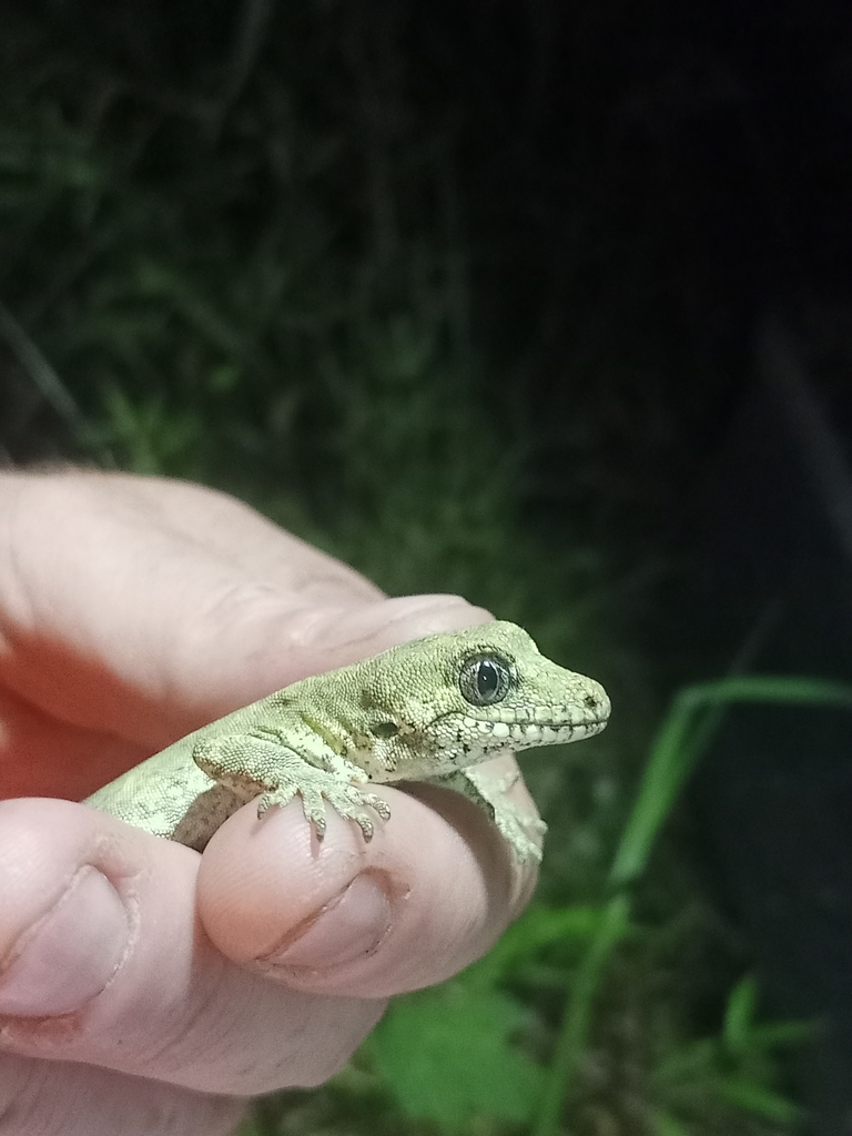 Forest Gecko in March 2023 by johnward22. Found in 3m Mapou tree ...
