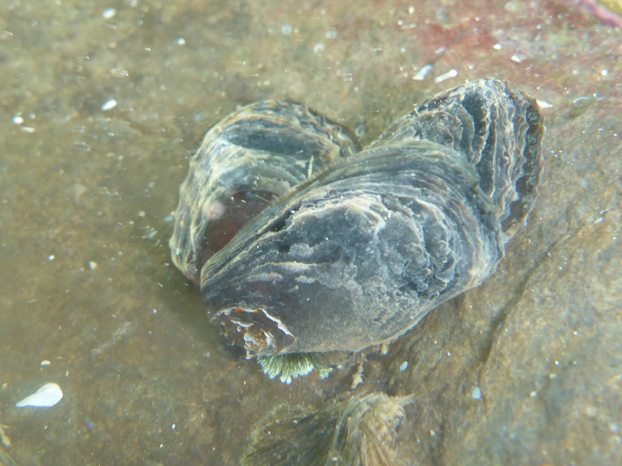 Isognomon californicus (Conrad, 1837)