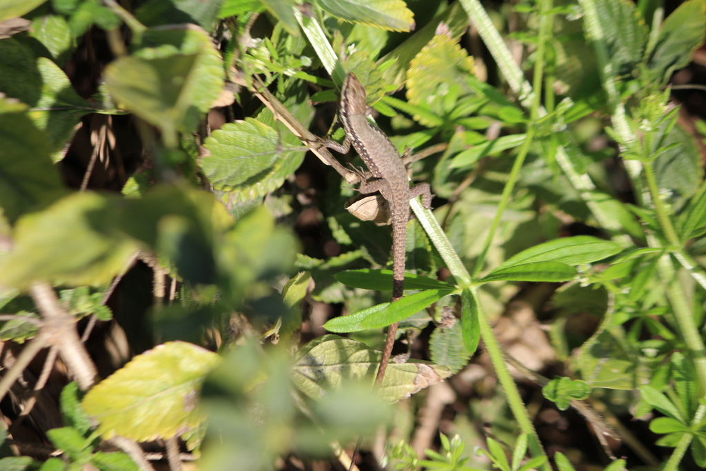 Lebanon Lizard from Кемер/Анталия, Турция on March 21, 2023 at 08:40 AM ...