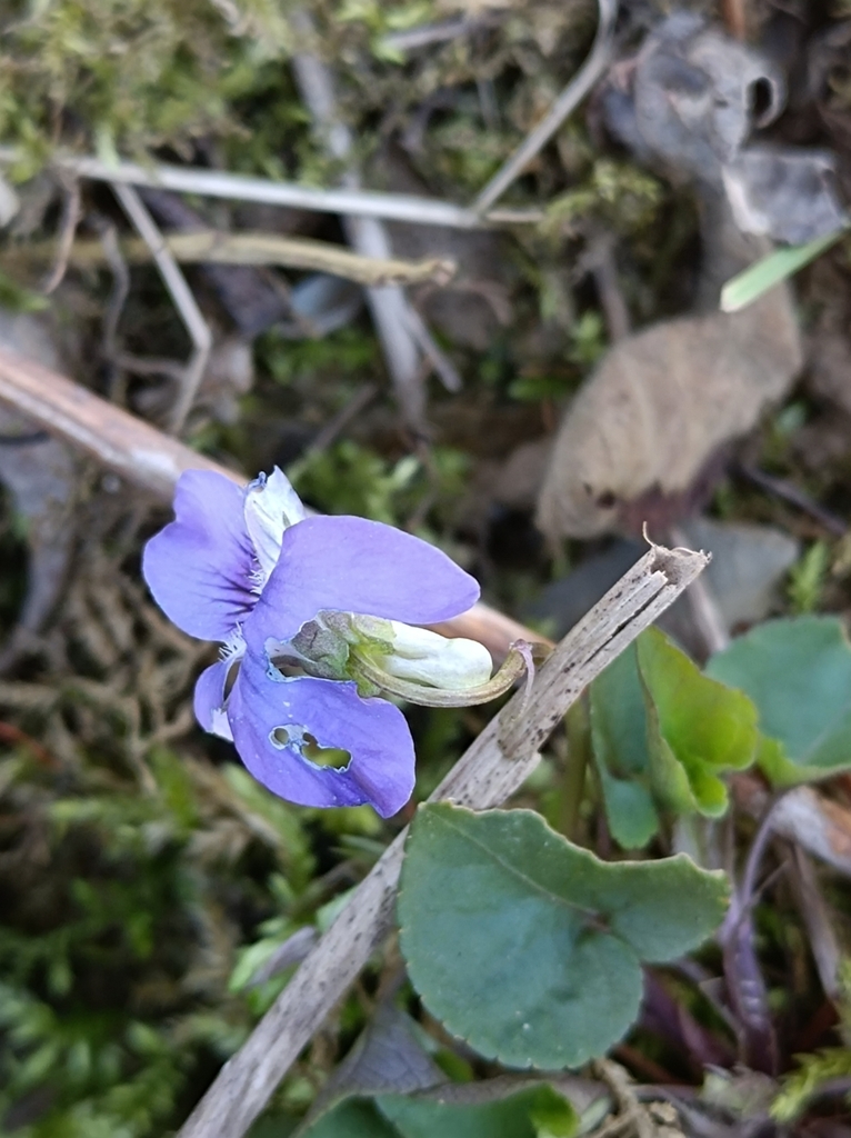 common dog-violet from Sheffield S20, UK on April 07, 2023 at 12:06 PM ...