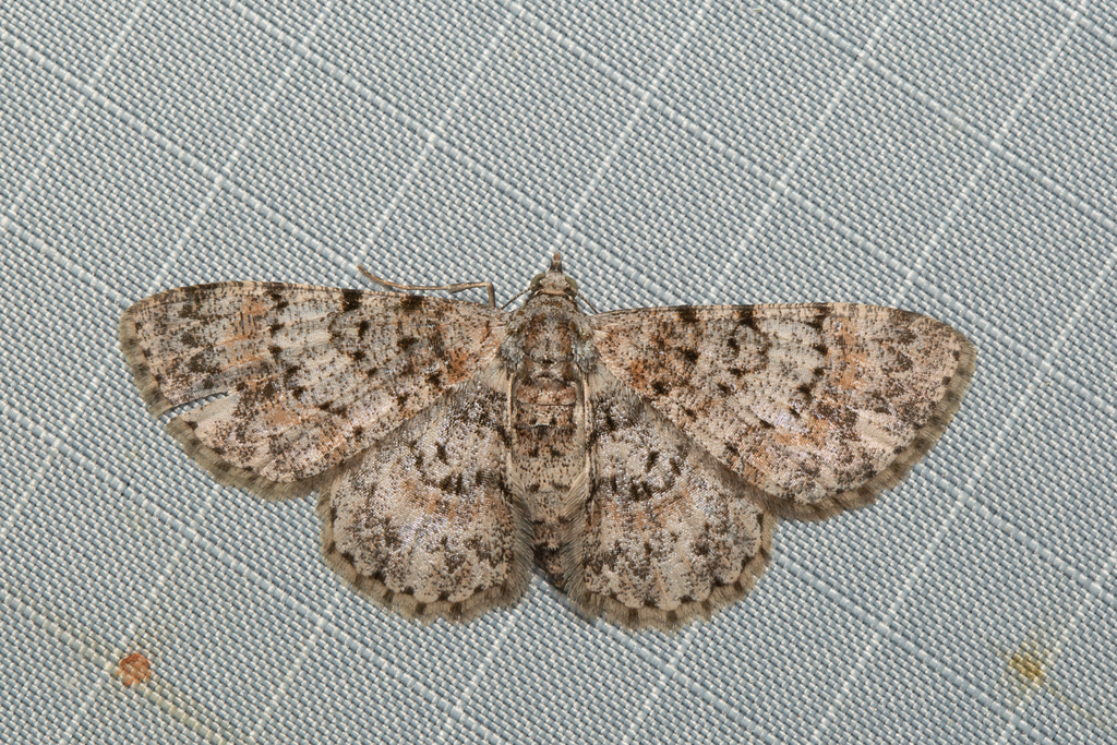 Myrioblephara simplaria from MCM Nature Discovery Villa (Stephen's ...