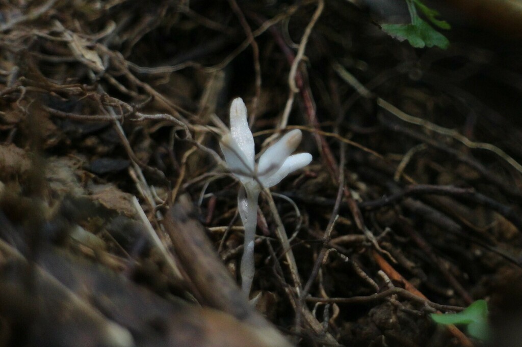 Campylosiphon championii in April 2023 by 羅元甫 · iNaturalist