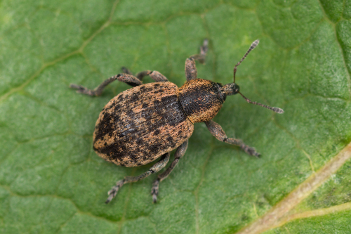 Hypera miles · iNaturalist