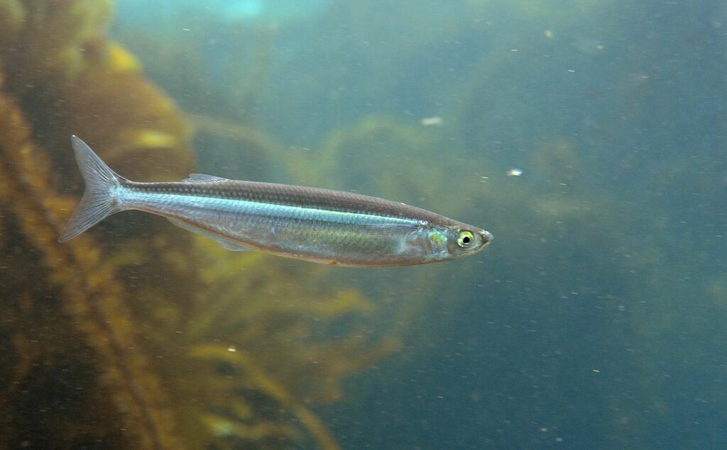 Topsmelt Silverside (TRNERR Fish and Invert Field Guide) · iNaturalist