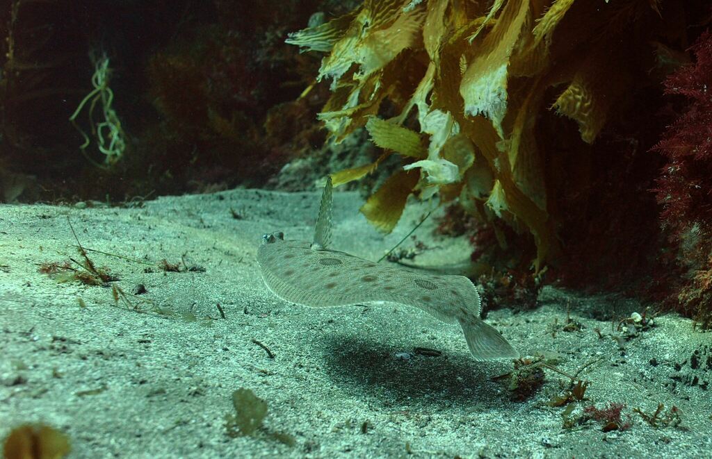 Fantail sole from Comté de Los Angeles, Californie, États-Unis on ...