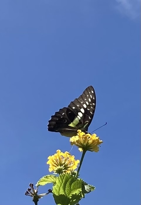 Graphium wallacei from Western Highlands, PG on October 29, 2022 at 12: ...