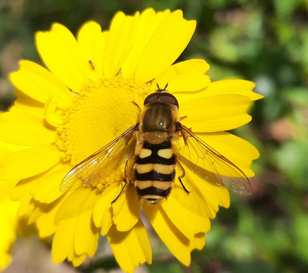 Common Flower Flies from Seixezelo, 4415 Seixezelo, Portugal on April ...